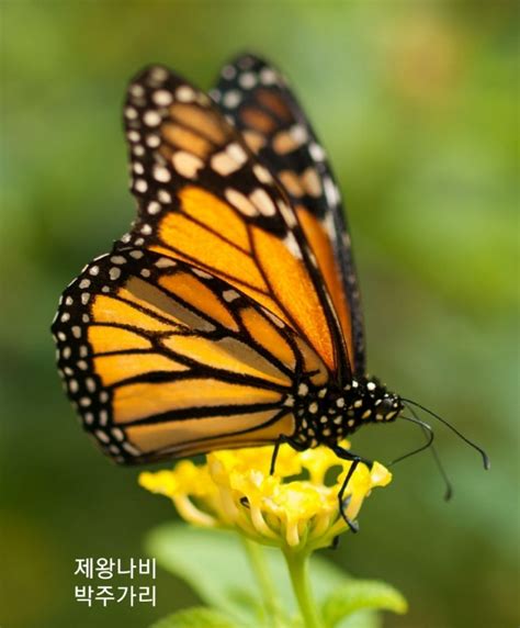 4000km 제왕나비 이동 미국 멕시코의 제왕나비의 여행길 박주가리 네이버 블로그