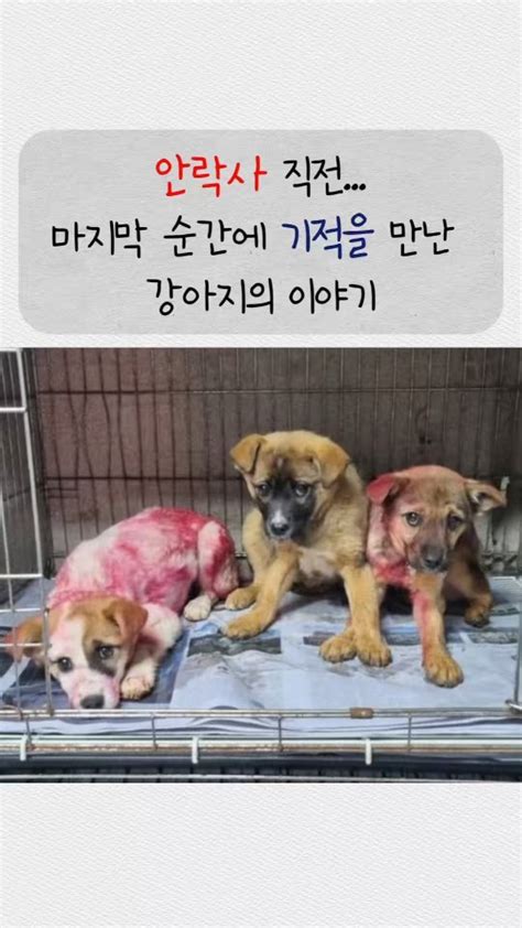 강아지 고양이 무료입양 무료파양 책임분양 무료입소 무료분양 안심분양 🚨안락사 위기🚨구조 된 강아지 이야기 Instagram
