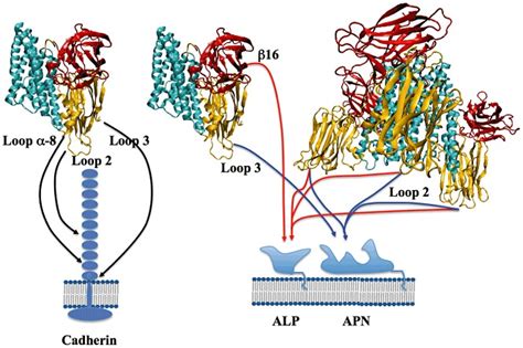 Binding Regions Of Monomeric And Oligomeric Forms Mapped In Cry1ab