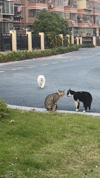 ホモと見る猫の喧嘩の仲裁に颯爽と現れる犬 ニコニコ動画
