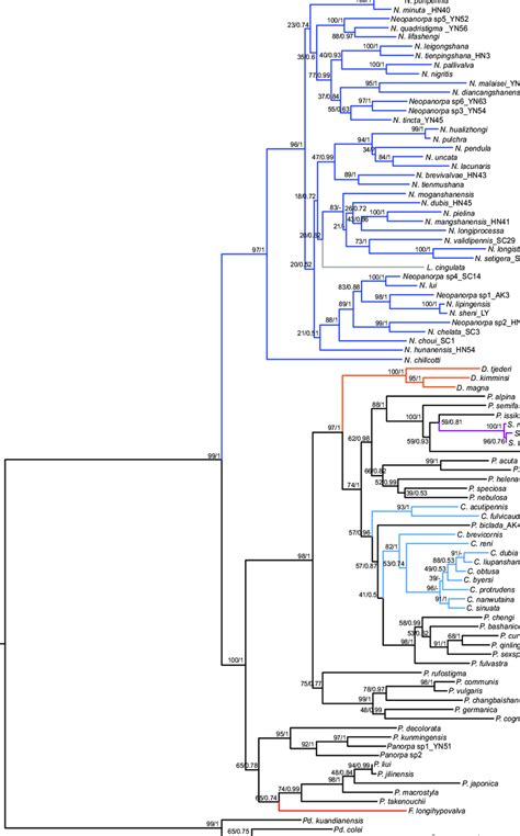 Phylogenetic Tree Obtained From Maximum Likelihood Ml Analysis Based