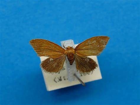 Heterogenea Asella