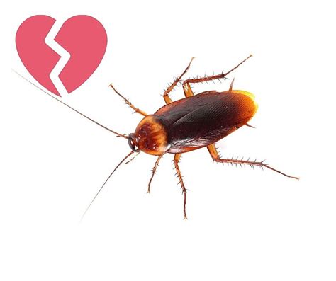 Rockford Pizza Place Claps Back After Cockroach Allegations
