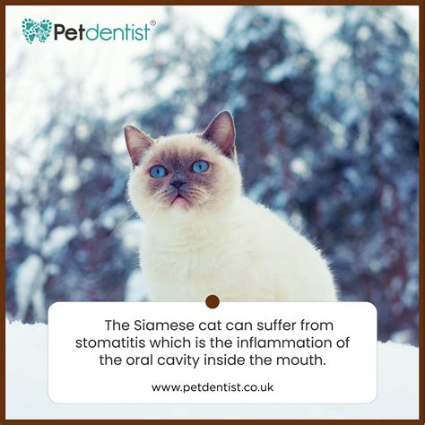 The Siamese Cat Can Suffer From A Condition Known As Lymphocytic