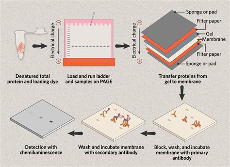 Western Blot Protocol Troubleshooting And Functions