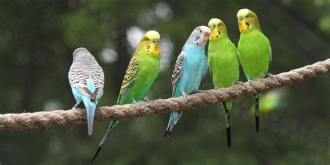 Washington Park Zoo Donation Request