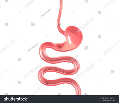 3d Illustration Human Digestive System Esophagus Stock Illustration 2225119707 Shutterstock