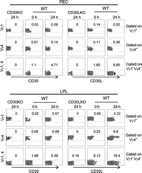 Cd30 And Cd30 Ligand Cd30l Were Preferentially Expressed By Vγ1−vγ4−