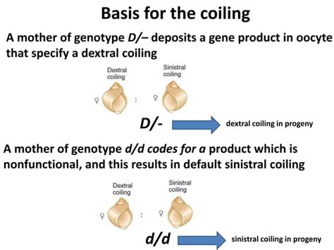 Extranuclearinheritancepptx