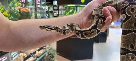 adopted python regius ball python coca cola pyt regius