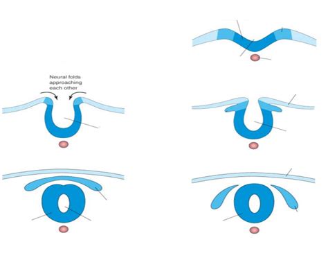 Neural Crest Formation Quiz