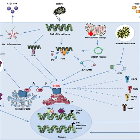 Pdf Stimulator Of Interferon Genes Sting A Factor To Consider In Cellular Homeostasis