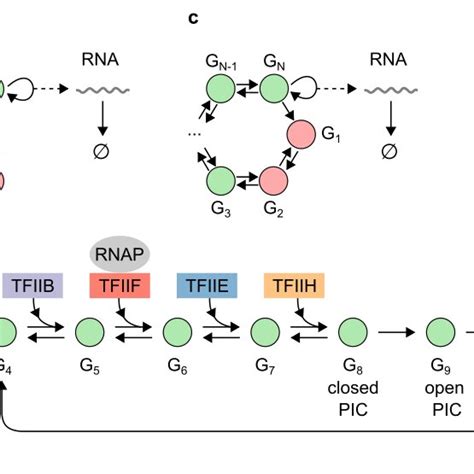 Examples Of Stochastic Gene Expression Models That Are Equivalent To Download Scientific
