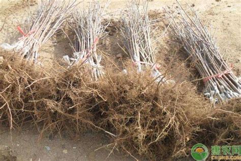 什么是车厘子苗的栽培技术如何栽培小波车厘子苗基地 知乎