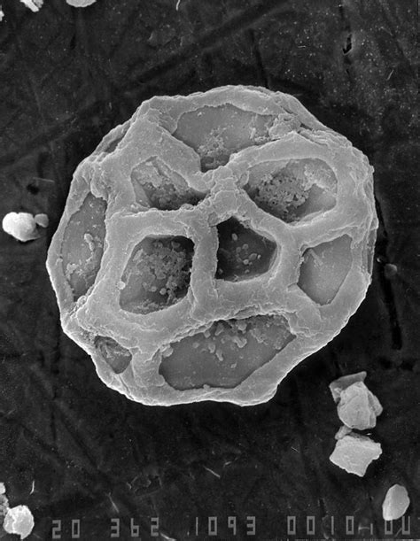 Cymatiosphaera Latimurata