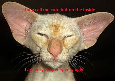Ugly Cat Meme By Artfan3255 On Deviantart