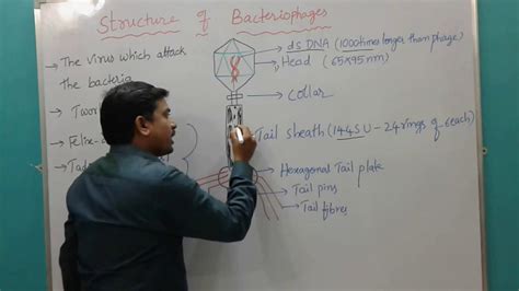 Structure Of Bacteriophages Youtube