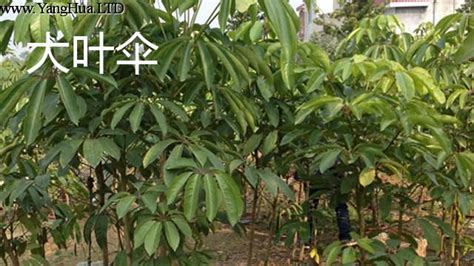 大葉傘和鵝掌柴有什麼區別 養花網