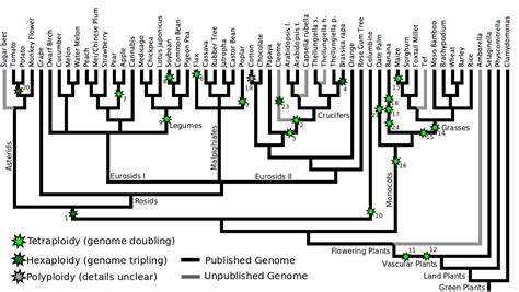 Codenameone Ios Certificate Generation Failed Stack Overflow
