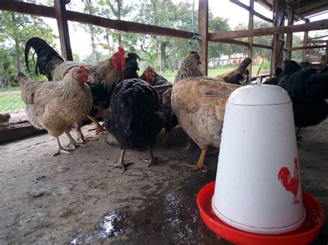 Ufugaji Na Uzalishaji Ufugaji Wa Kuku Wa Kienyeji