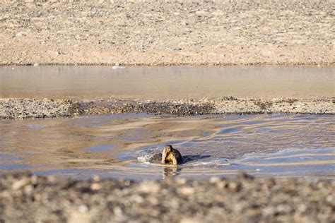 Экологийн Цагдаагийн Алба Экологийн Цагдаагийн Алба