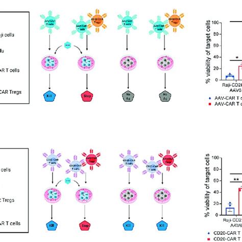 AAV CAR Tregs Suppress Capsid Specific Immune Response In Vivo A