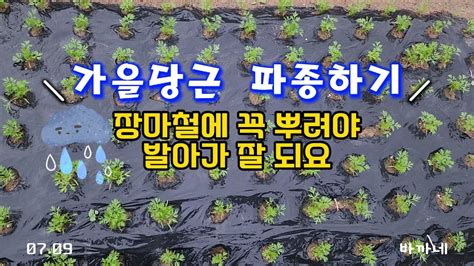 가을당근은 장마철에 파종해야 발아가 잘 되고 무더위엔 발아가 힘듭니다 유기농당근 가을당근 Youtube