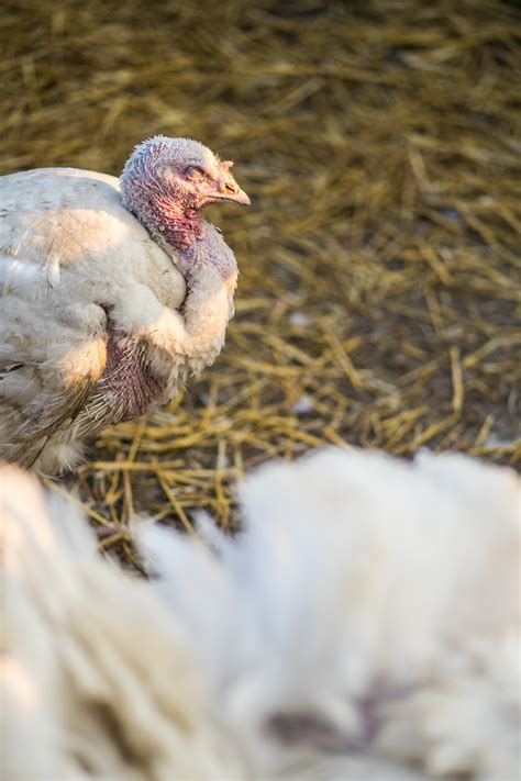 So Fotografieren Sie Tiere Auf Dem Bauernhof Das Nutztier Als Fotomodel Fotografieren Lernen
