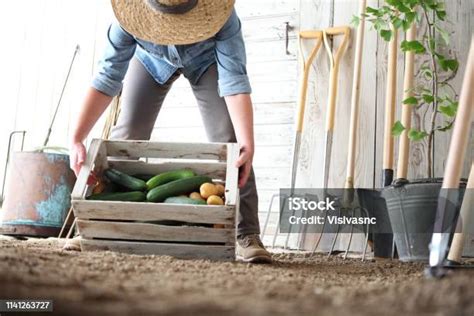 농장 야채와 나무 상자를 들고 야채 정원에서 여자 가을의 수확과 건강 한 유기농 식품 컨셉 취미에 대한 스톡 사진 및 기타