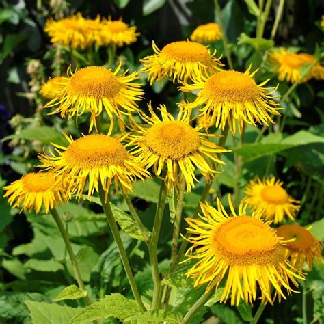 Inula Helenium Extract All Ingredients Plus