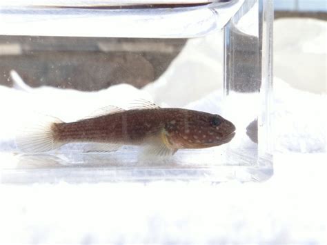 ヌマチチブ 淡水魚写真図鑑 日淡会