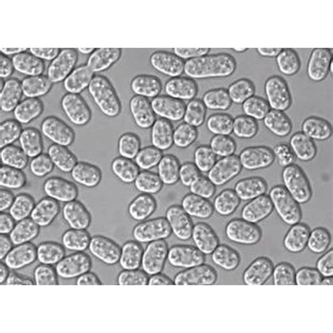 Prepared Microscope Slides Bacteria