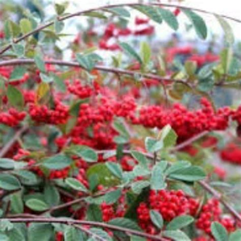 Graines De Cotoneaster Integerrimuscotonéaster Sauvage Deurope