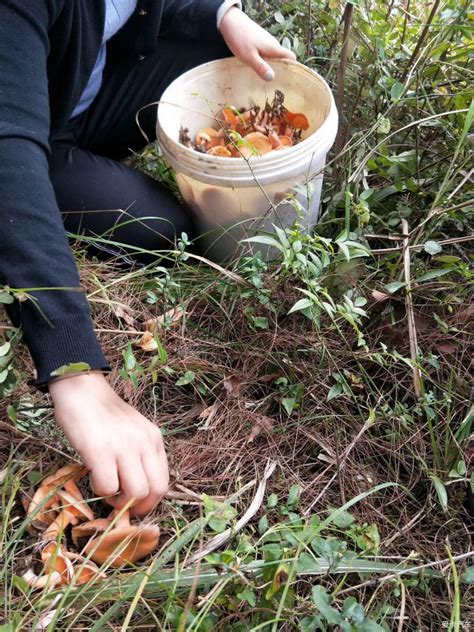 采蘑菇用什么装好 上山采蘑菇用什么装 东北雷窝子蘑菇图片 大山谷图库