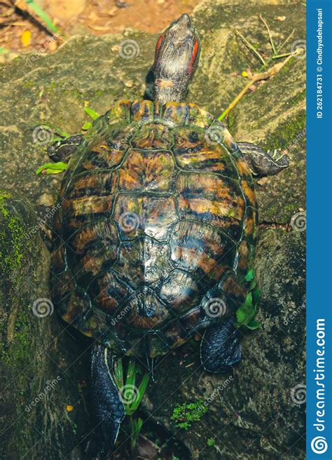Kuya Shell Also Known As The Shell Turtle Or Cuora Amboinensis Is Kuya Shell Also Known As The Shell Turtle Or Cuora Amboinensis Is