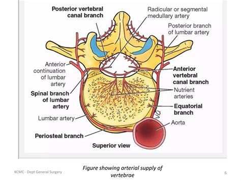 Vertebral Column Spinal Cord Pdf