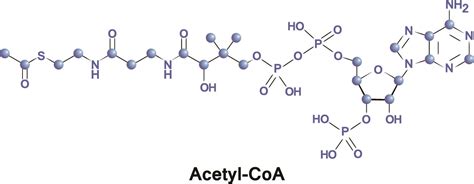 Acetyl Coa
