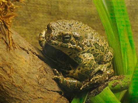 Premium Photo The Cane Toad Rhinella Marina Also Known As The Giant