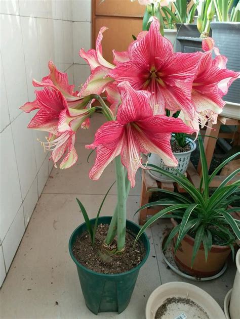 朱頂紅買回家提前做3步栽種漏1半發芽快開花大 每日頭條