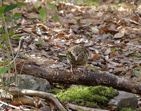 山田池公園 トラツグミルリビタキミコアイサ等 ケチャップ姉さん探鳥記4