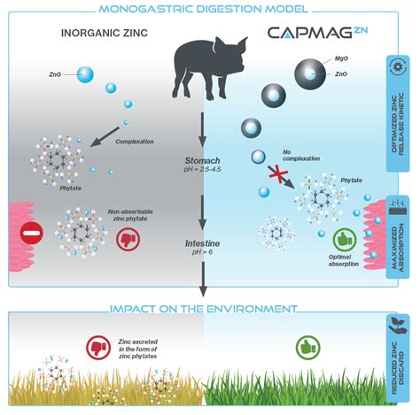 Capmagzn Timab Magnesium