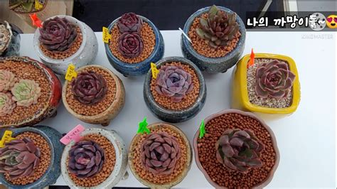 🐣🐥🐤🌺🍀🌵⭐🌼🌱나의 까망이들 까망시리즈 다육이름알기 초보다육맘 온실다육맘 다음은빨강시리즈 Youtube