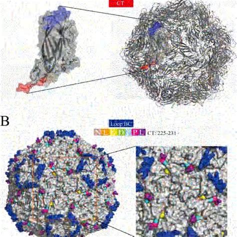 Summary Of Assembly And Cell Entry Of Pcv2 Vlps Derived From Wild Type