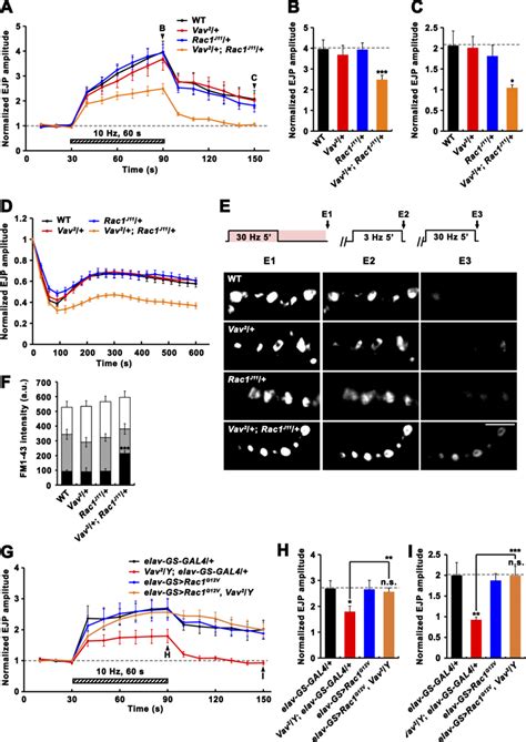 Trans Heterozygous Genetic Interaction Between Vav And Rac1 During Ptp