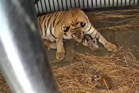 Bengal Safari Park Royal Bengal Tiger Rika Gave Birth To Three