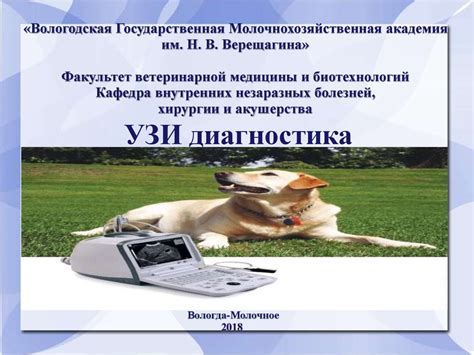 УЗИ диагностика презентация онлайн