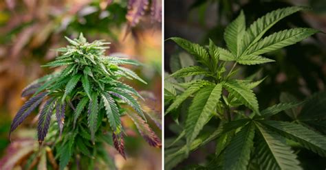 How To Tell The Difference Between Male And Female Weed Plants