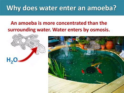 Osmosis Diffusion Active Transport Pptx