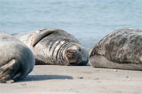 독일 모래 언덕의 해변에 있는 와일드 그레이 게으른 물개 식민지 다양한 모양과 크기의 회색 씰이 있는 그룹 0명에 대한 스톡 사진 및 기타 이미지 Istock