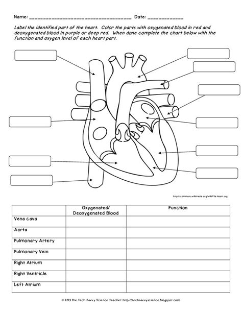 Cardiac Anatomy And Physiology Worksheet Anatomy Worksheets